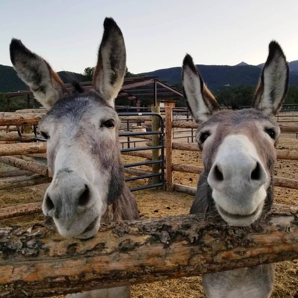 Western Pack Burro ASS-ociation in Georgetown, CO - Details ...